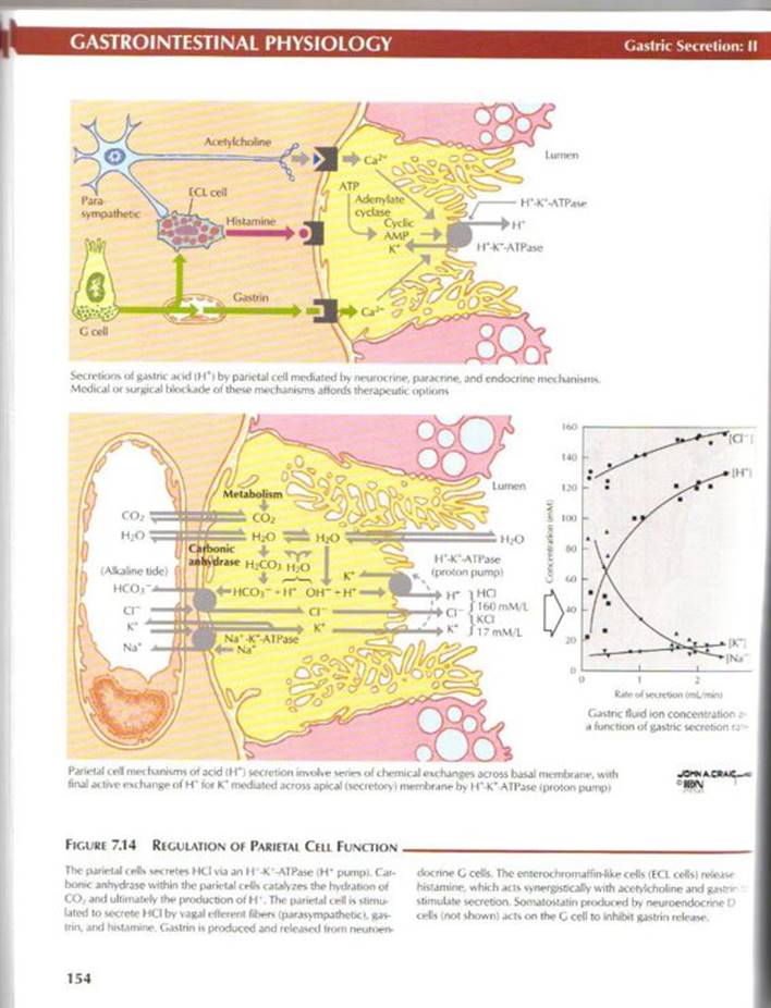 Gastrointestinal physiology - Netter's Atlas of Human Physiology ...