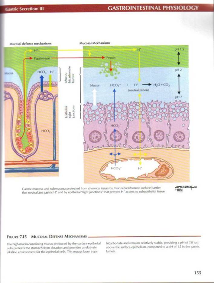 Gastrointestinal physiology - Netter's Atlas of Human Physiology ...