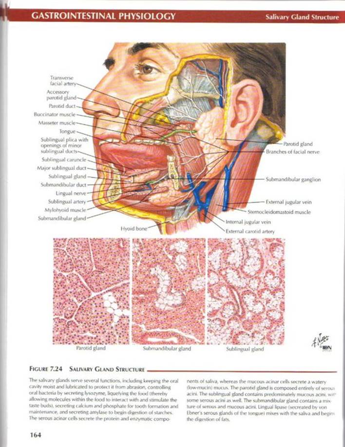 Gastrointestinal physiology - Netter's Atlas of Human Physiology ...